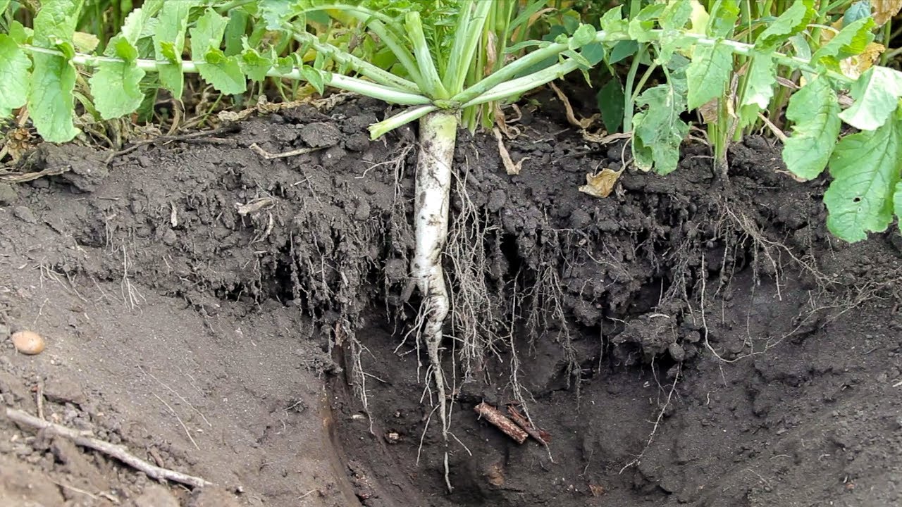 Tillage Radish Cover Crop – PFR Tillage Radish Cover Crop – PFR